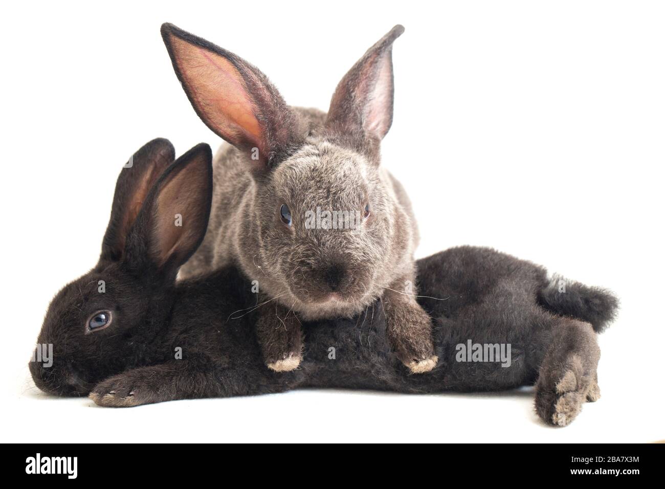 Two adorable black white rabbits hi-res stock photography and images ...
