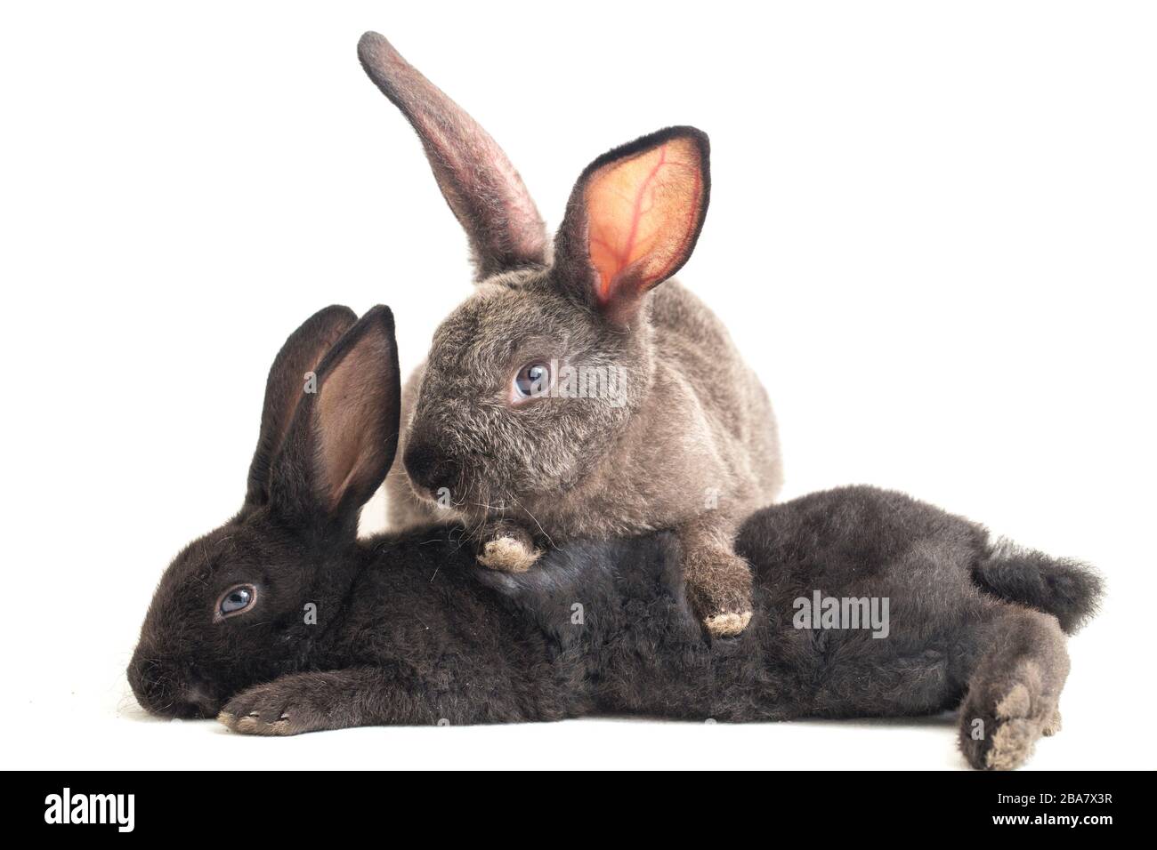 Two Cute Black and gray rex rabbits isolated on white background Stock ...