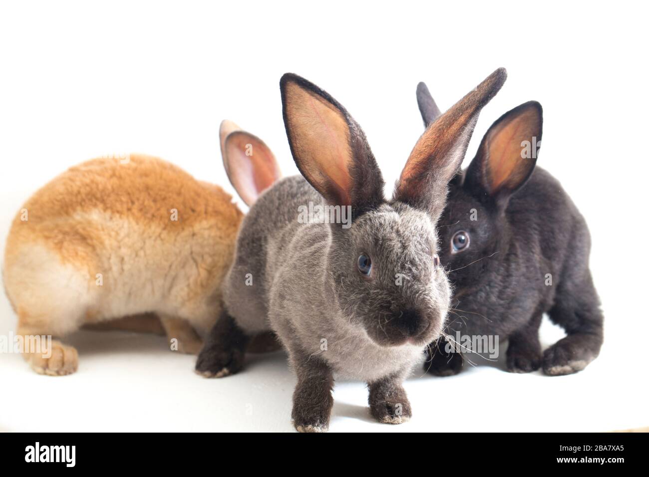 Three Cute Black, red brown and gray rex rabbits isolated on white ...