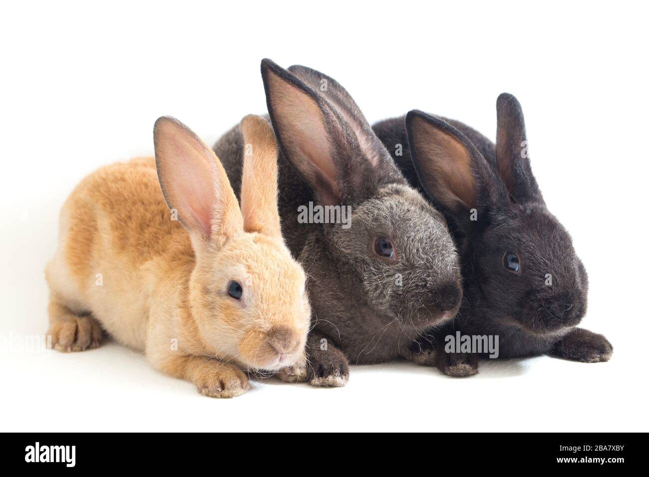 Three Cute Black, red brown and gray rex rabbits isolated on white ...
