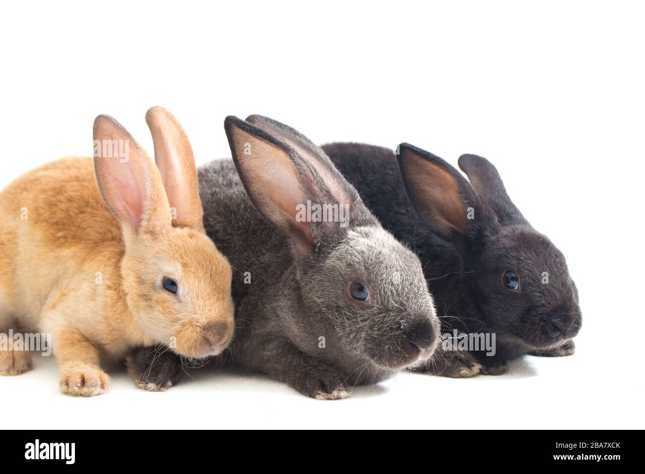 Three Cute Black, red brown and gray rex rabbits isolated on white ...