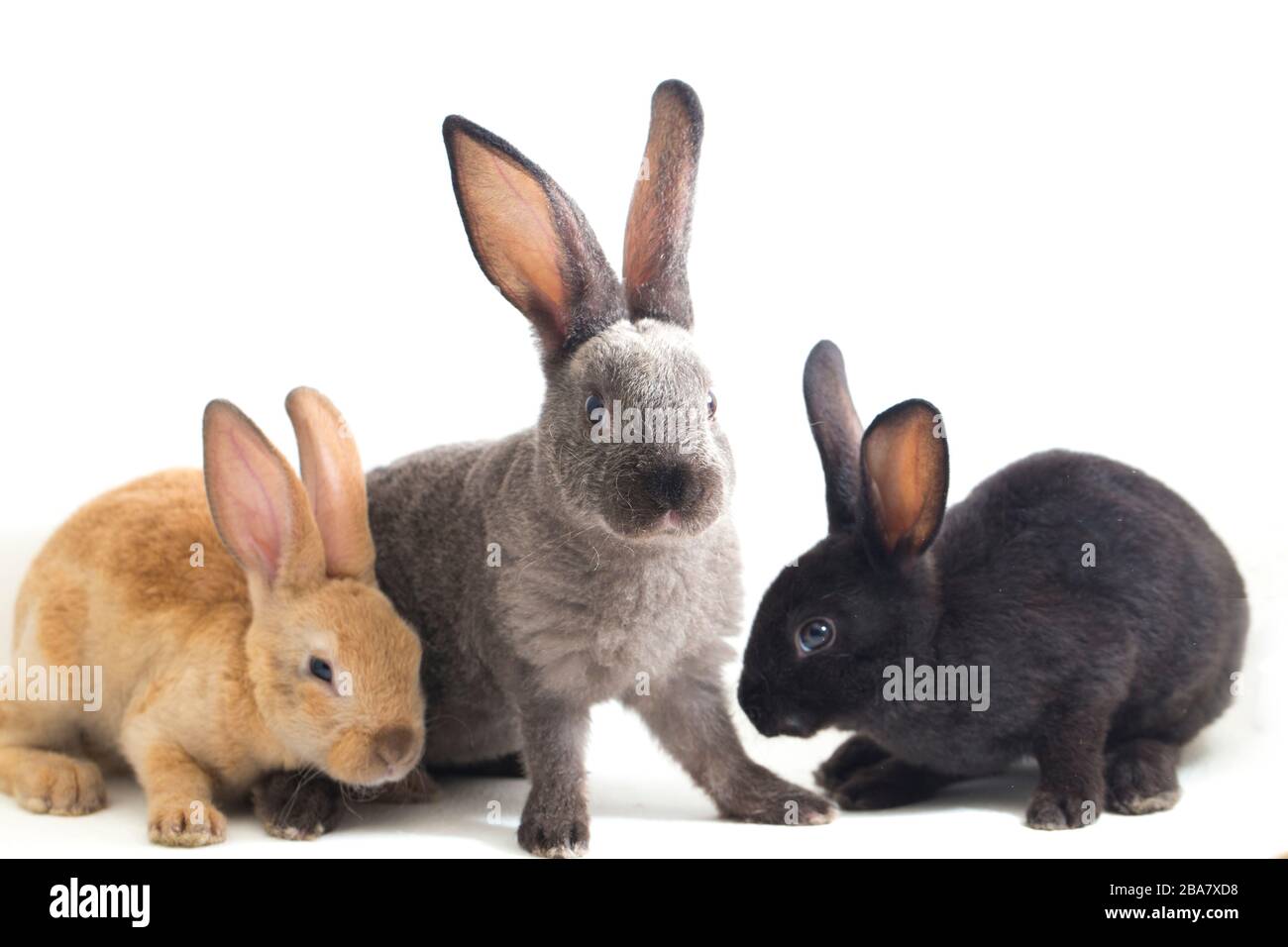 Three Cute Black, red brown and gray rex rabbits isolated on white ...