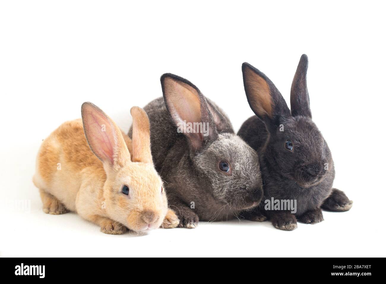 Three Cute Black, red brown and gray rex rabbits isolated on white ...