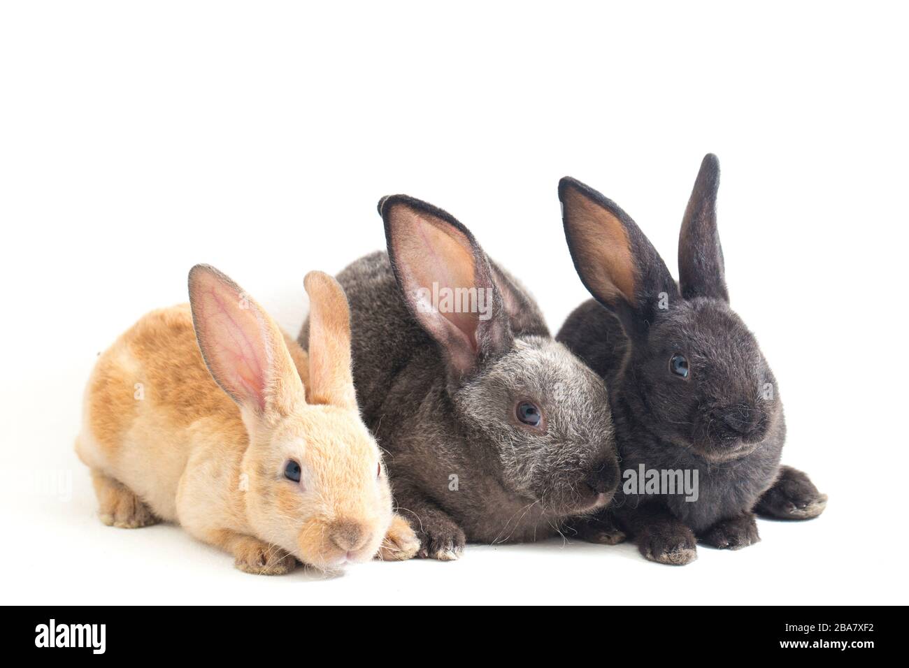 Three Cute Black, red brown and gray rex rabbits isolated on white ...
