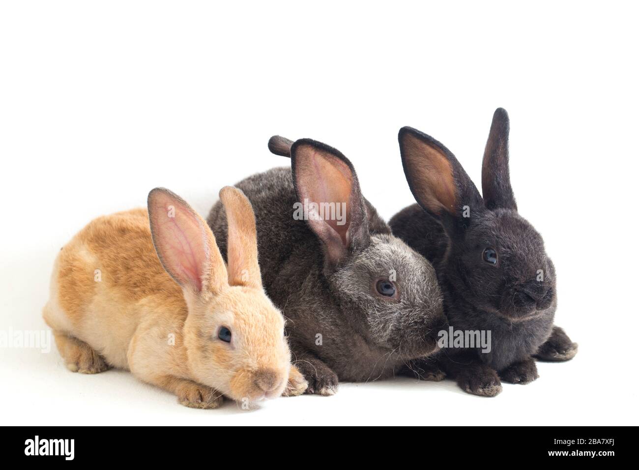 Three Cute Black, red brown and gray rex rabbits isolated on white ...