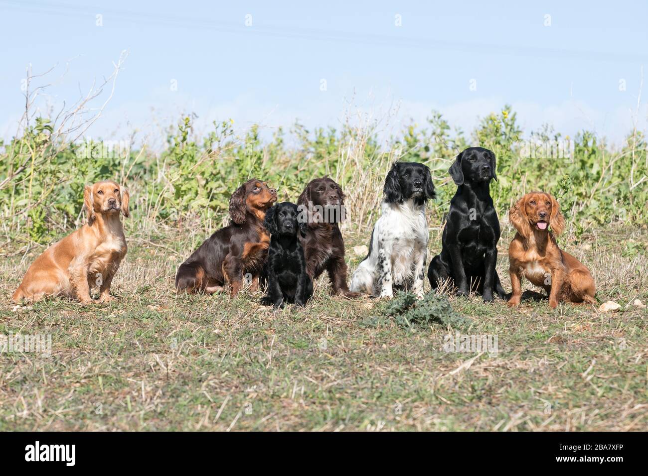 Labrador Group Shooting High Resolution Stock Photography and Images ...