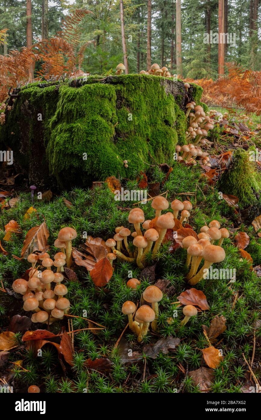 Clumps of Sulphur tuft, Hypholoma fasciculare, clustered around old ...