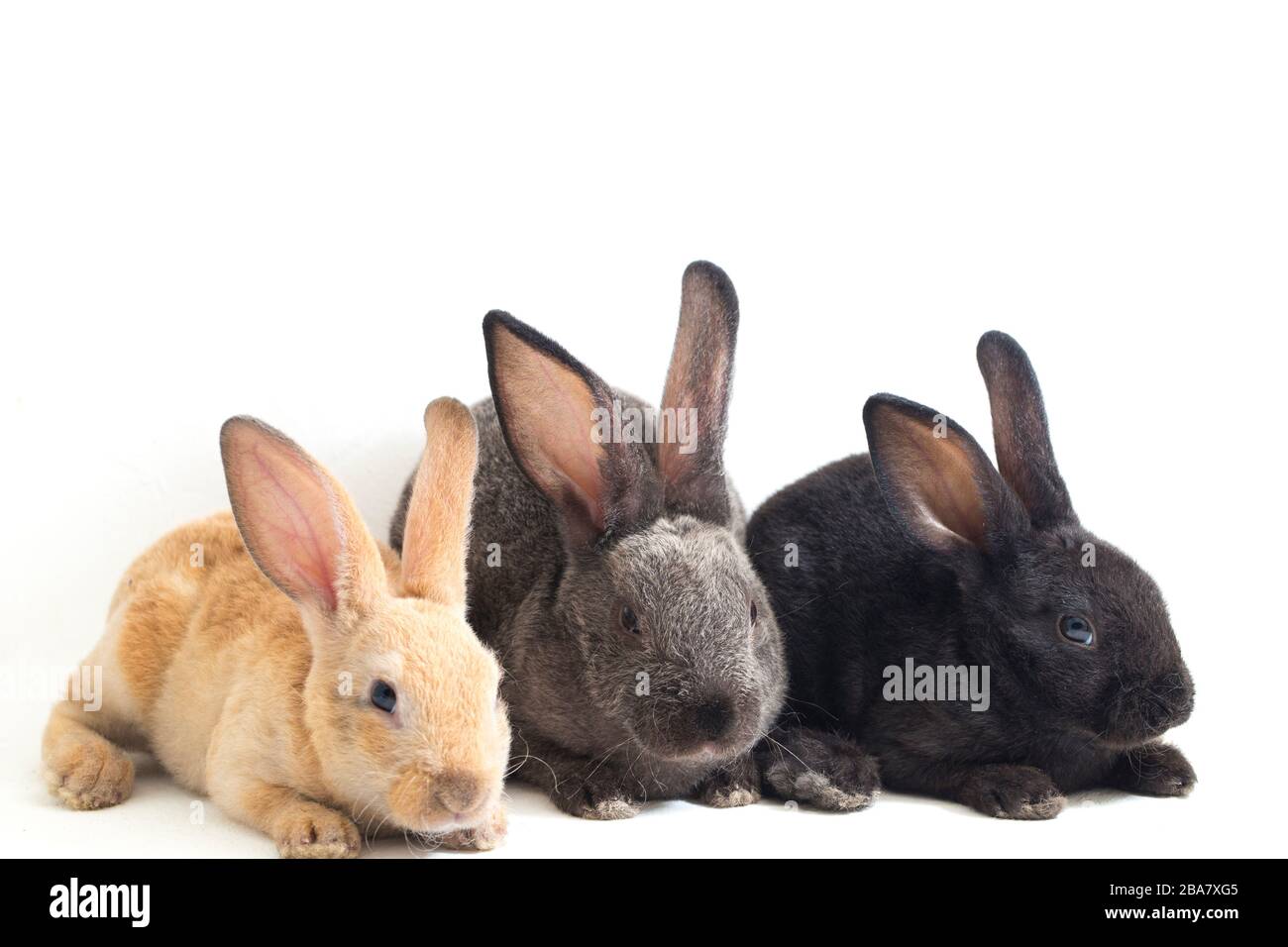 Three Cute Black, red brown and gray rex rabbits isolated on white ...