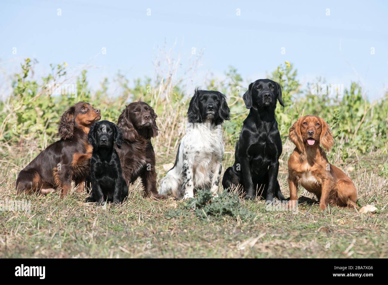 Labrador group shooting hi-res stock photography and images - Alamy
