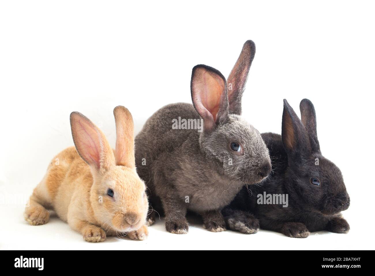 Three Cute Black, red brown and gray rex rabbits isolated on white ...