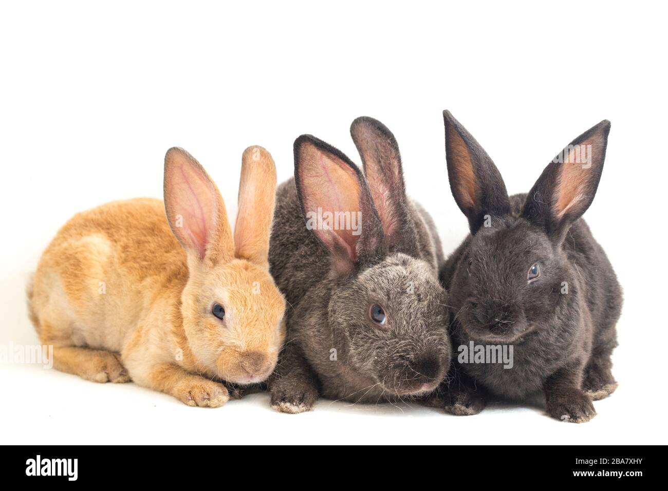 Three Cute Black, red brown and gray rex rabbits isolated on white ...