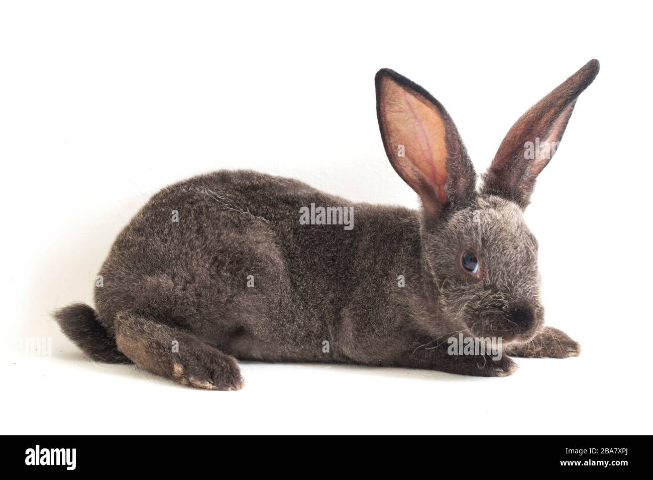 gray rex rabbits isolated on white background Stock Photo - Alamy