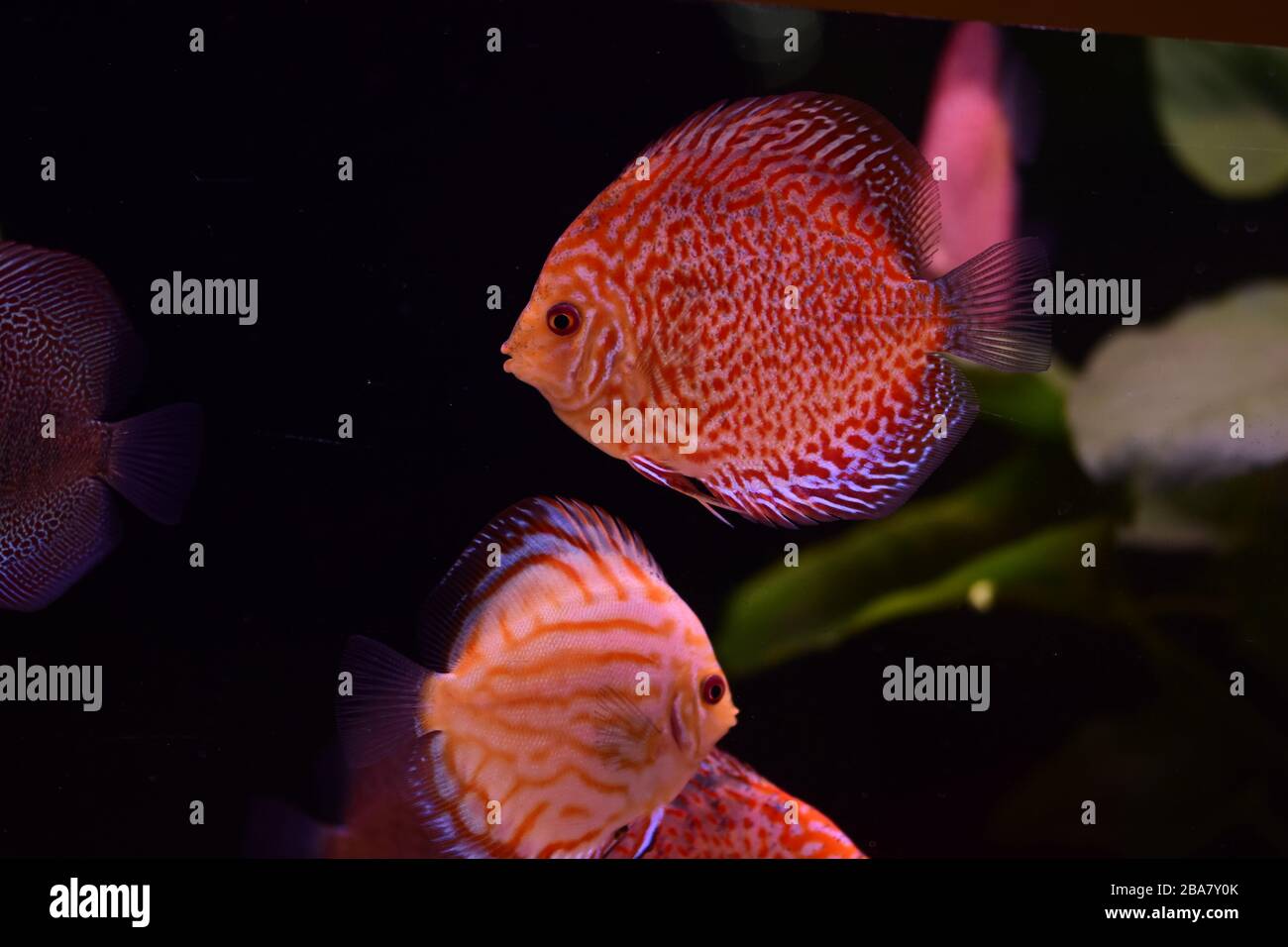 group of discus fish in aquarium, multi-colored tropical fish ...