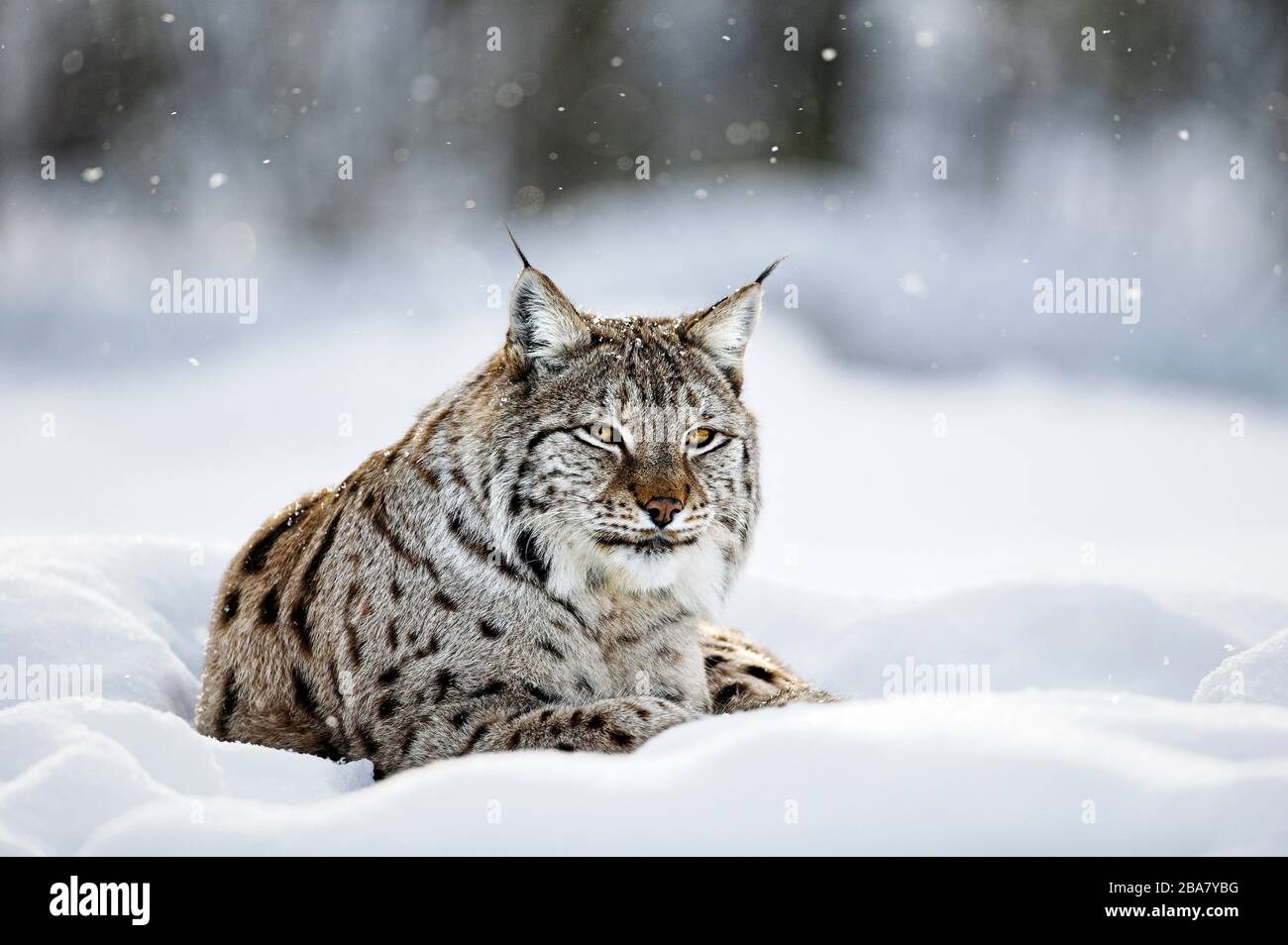 Eurasian Lynx (Lynx Lynx) (c) sitting in snow in a controlled situation ...