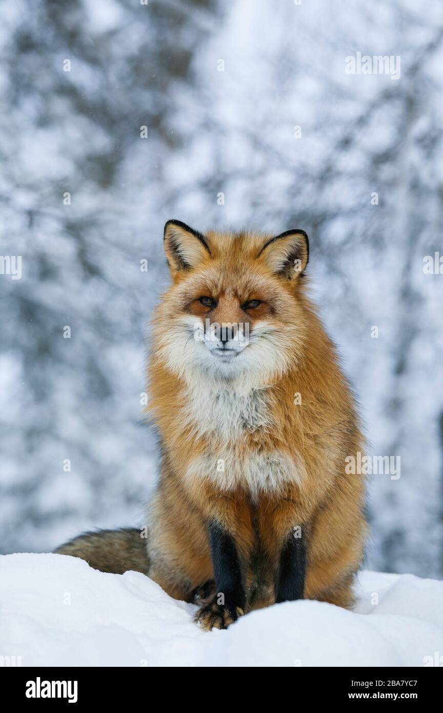 Red fox sitting on snow hi-res stock photography and images - Alamy