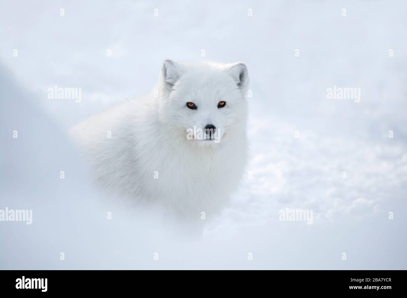 White Fox