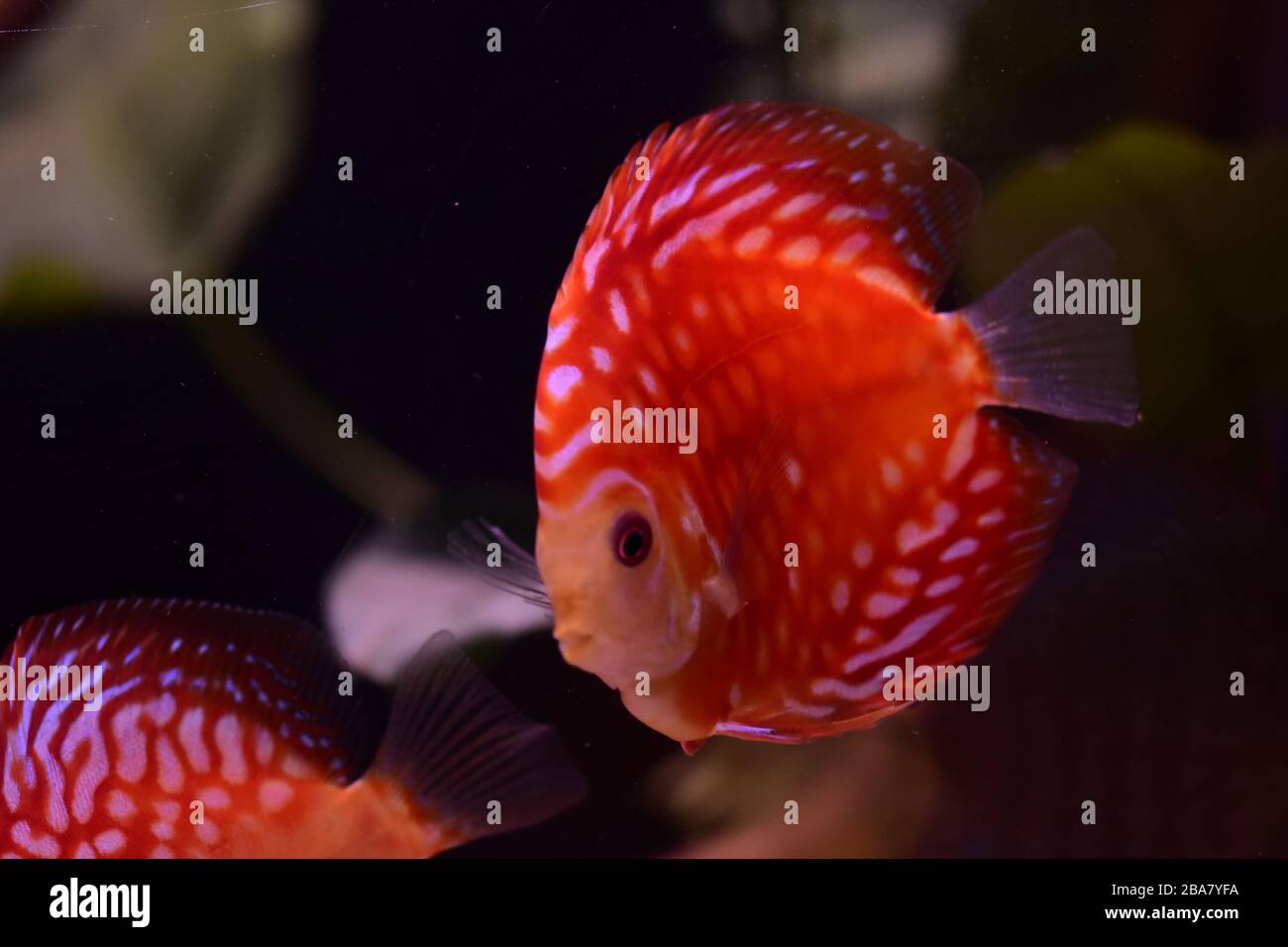 group of discus fish in aquarium, multi-colored tropical fish ...