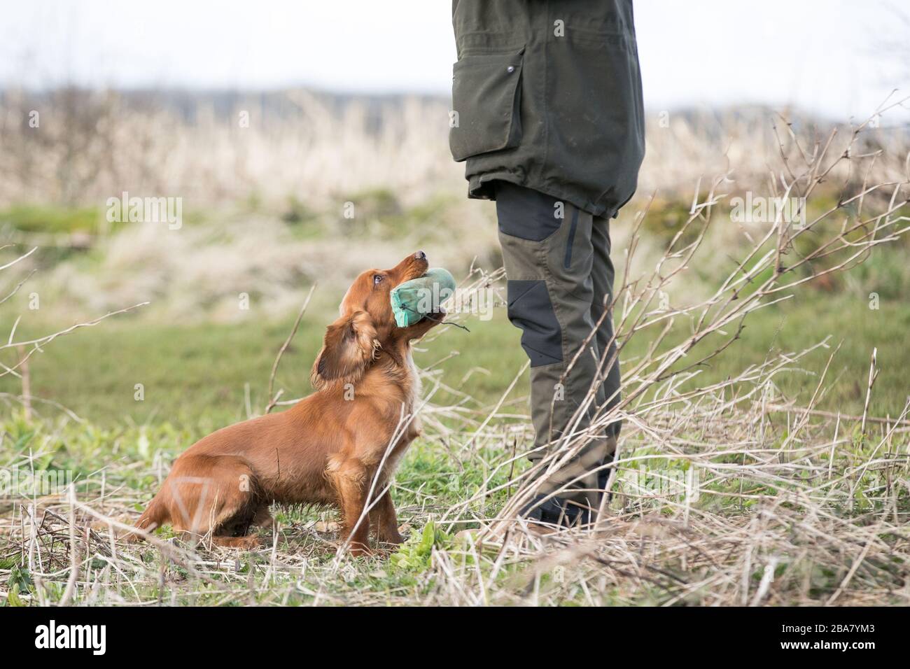 Golden working cocker spaniel Stock Photo - Alamy