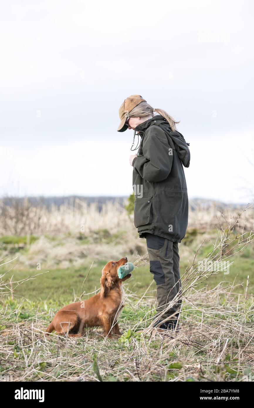 Working golden cocker spaniel hi-res stock photography and images - Alamy