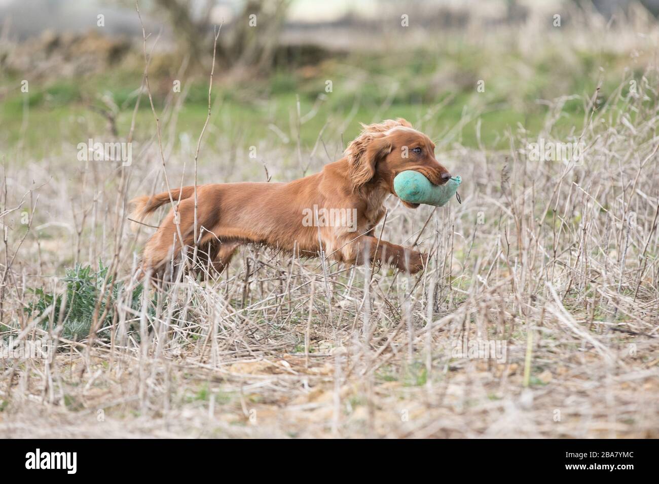 Working cocker spaniel hi-res stock photography and images - Alamy