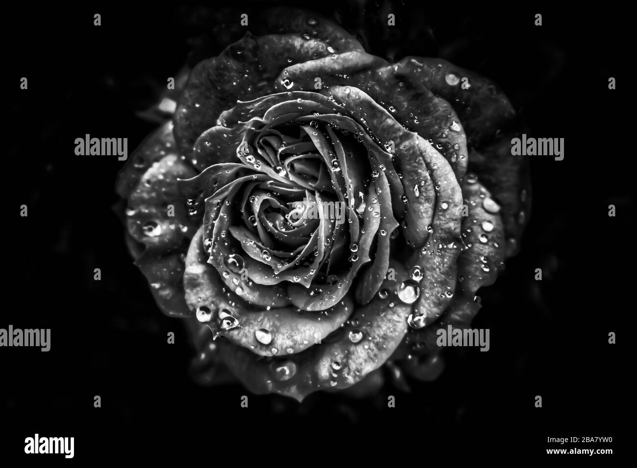 Rainy flower Black and White Stock Photos & Images - Alamy