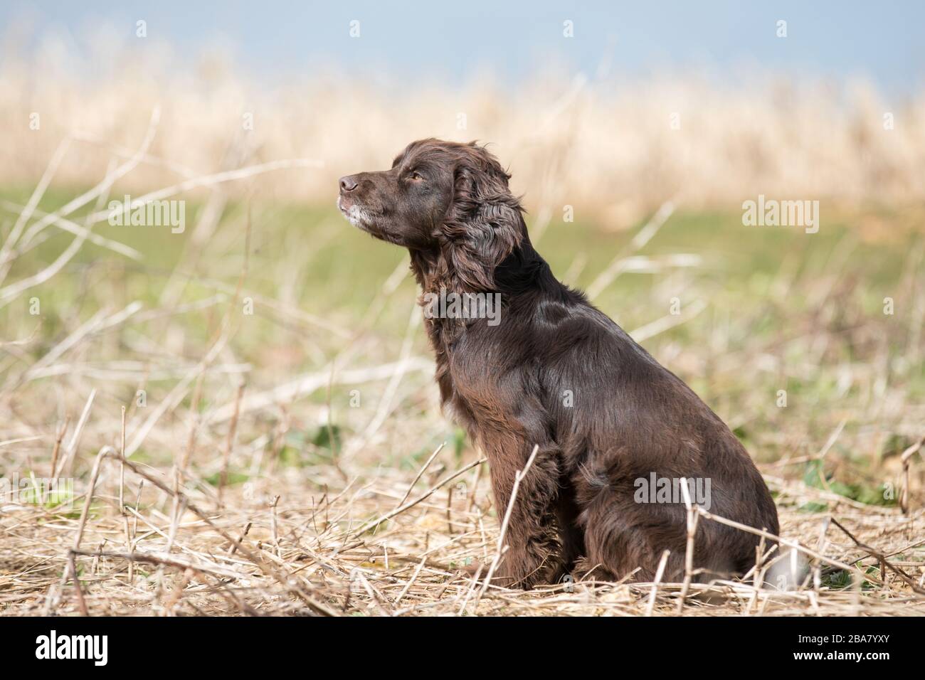 Cocker spaniel ginger hi-res stock photography and images - Alamy