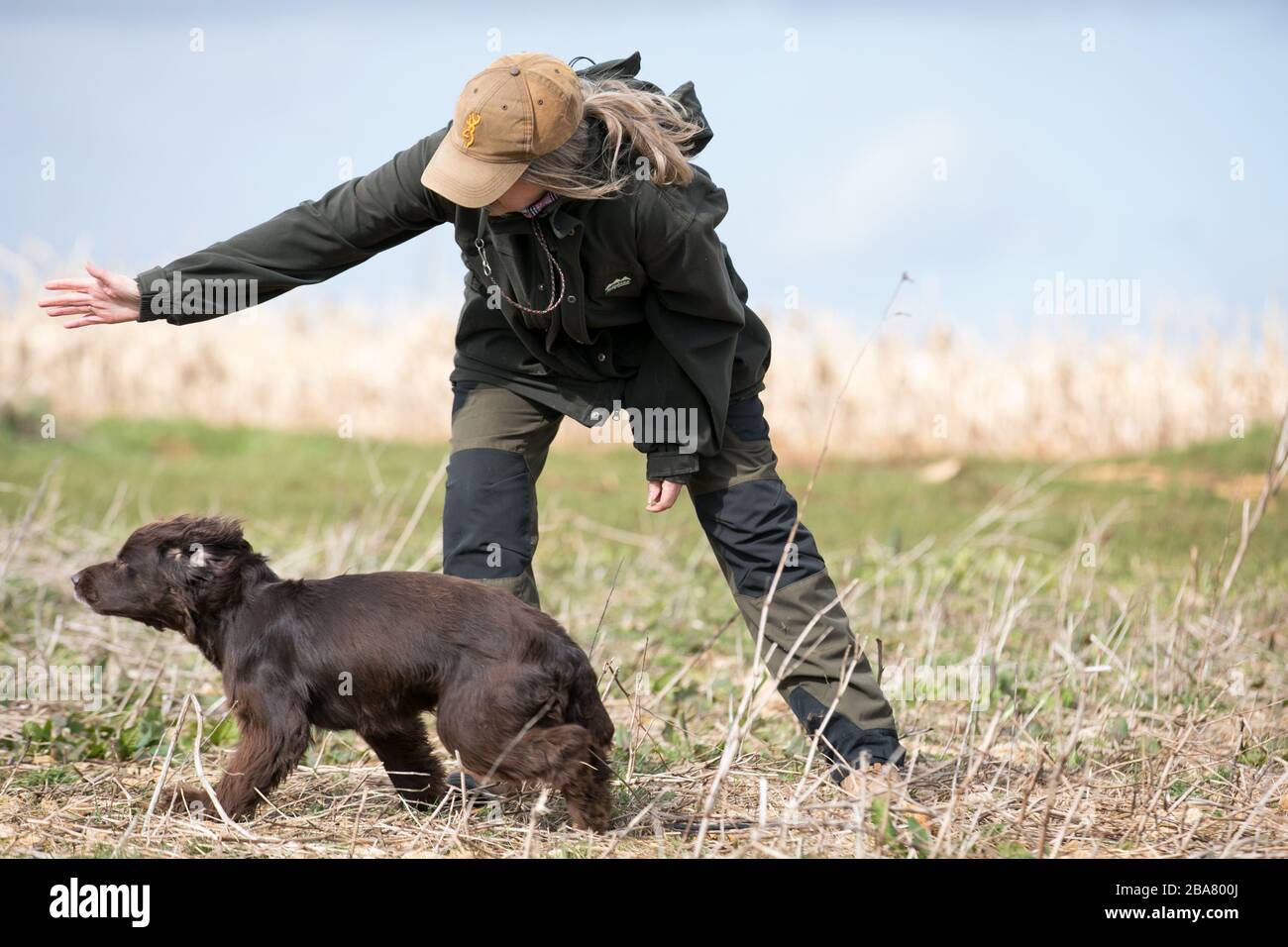 Brown working cocker retrieving dummy Stock Photo - Alamy