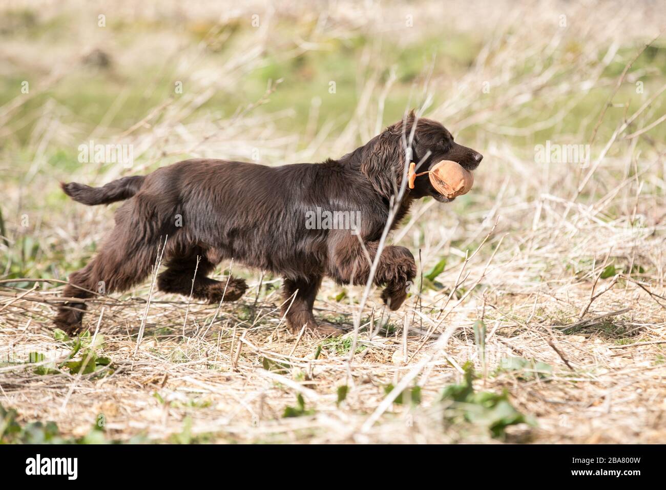 Brown working cocker retrieving dummy Stock Photo - Alamy