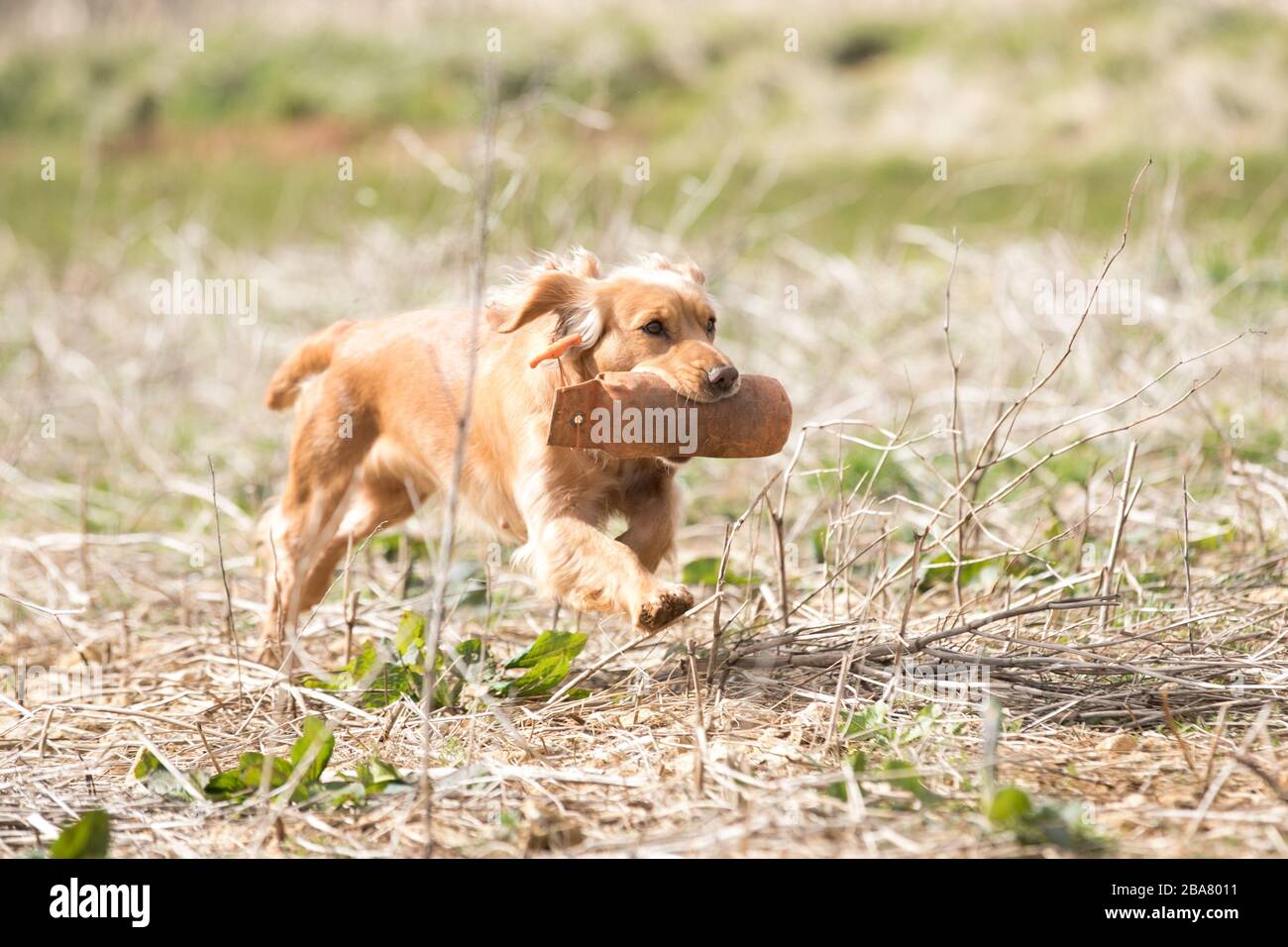 Golden working cocker spaniel Stock Photo - Alamy