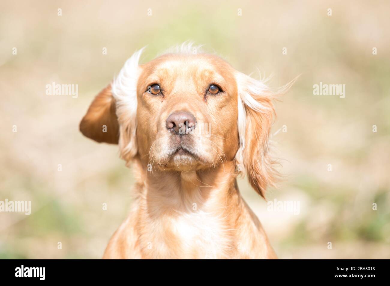 Spaniel and countryside hi-res stock photography and images - Alamy
