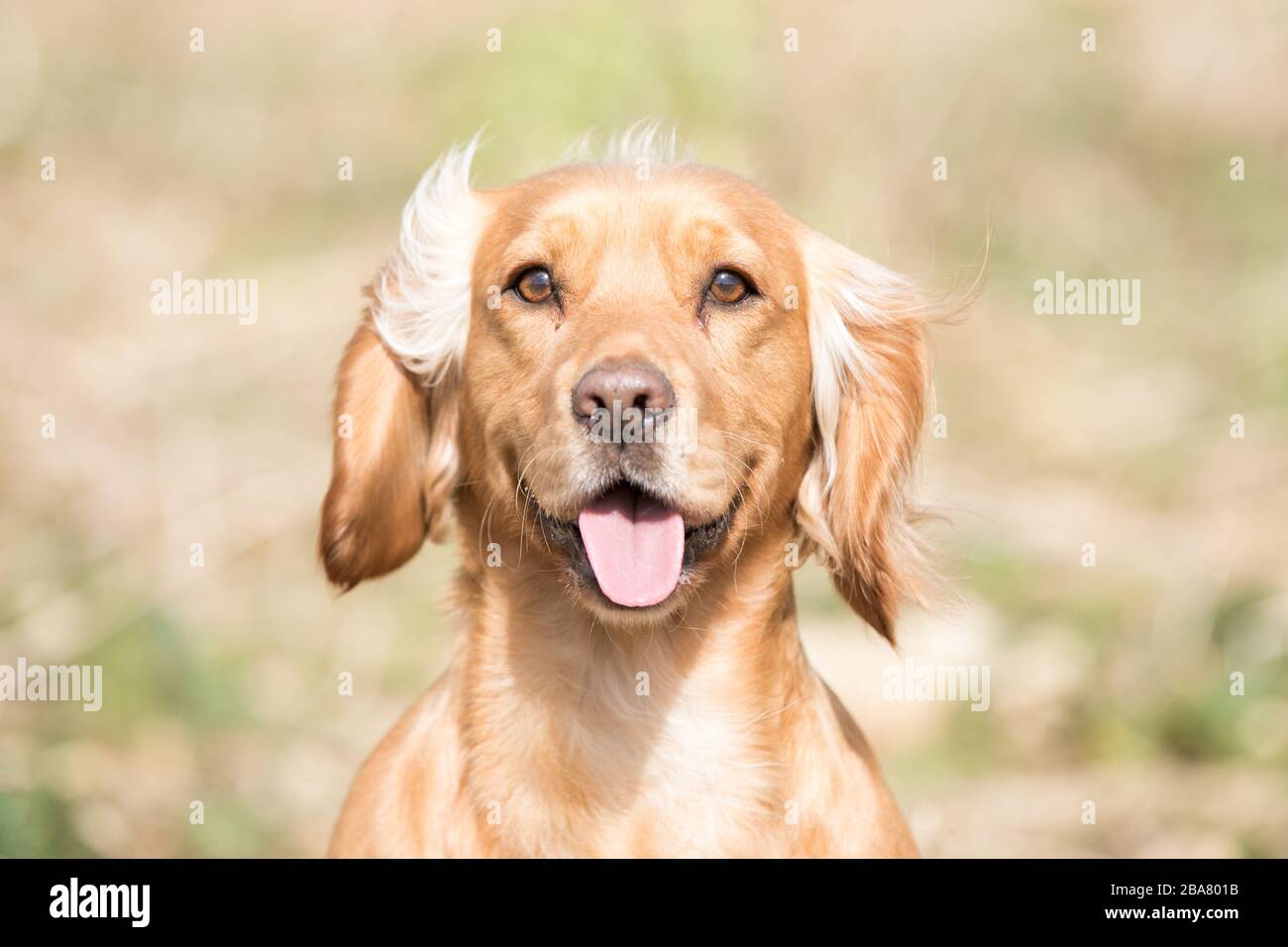 Golden working cocker spaniel Stock Photo - Alamy