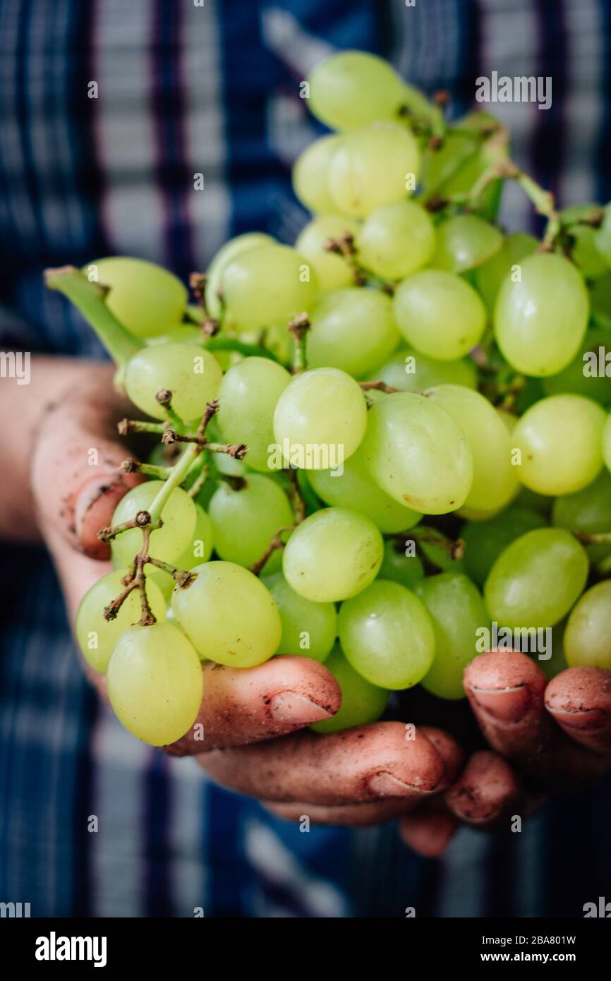 Farmer hands holding hip of ripe green grapes Stock Photo - Alamy