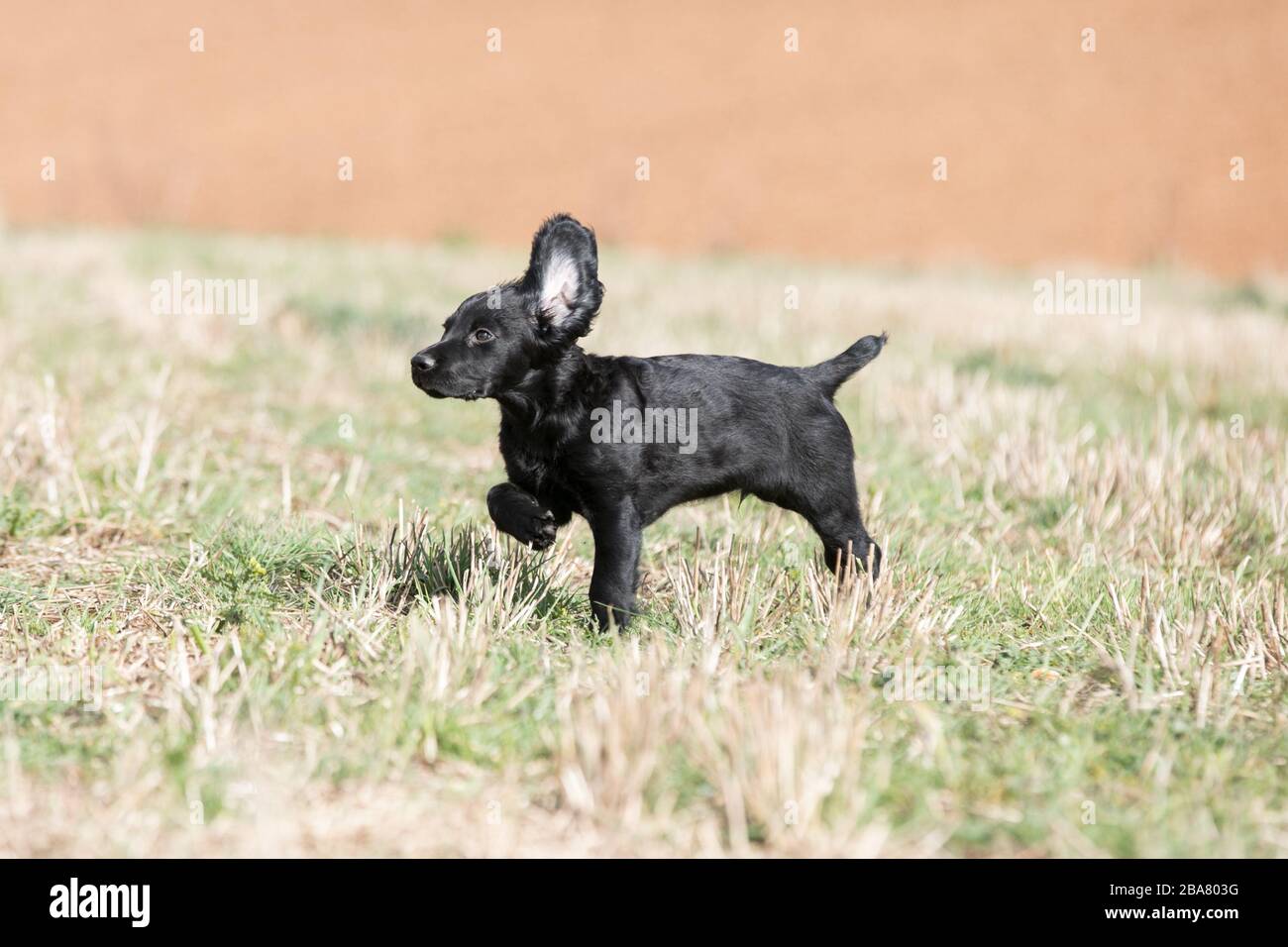 Black working cocker spaniel hi-res stock photography and images - Alamy