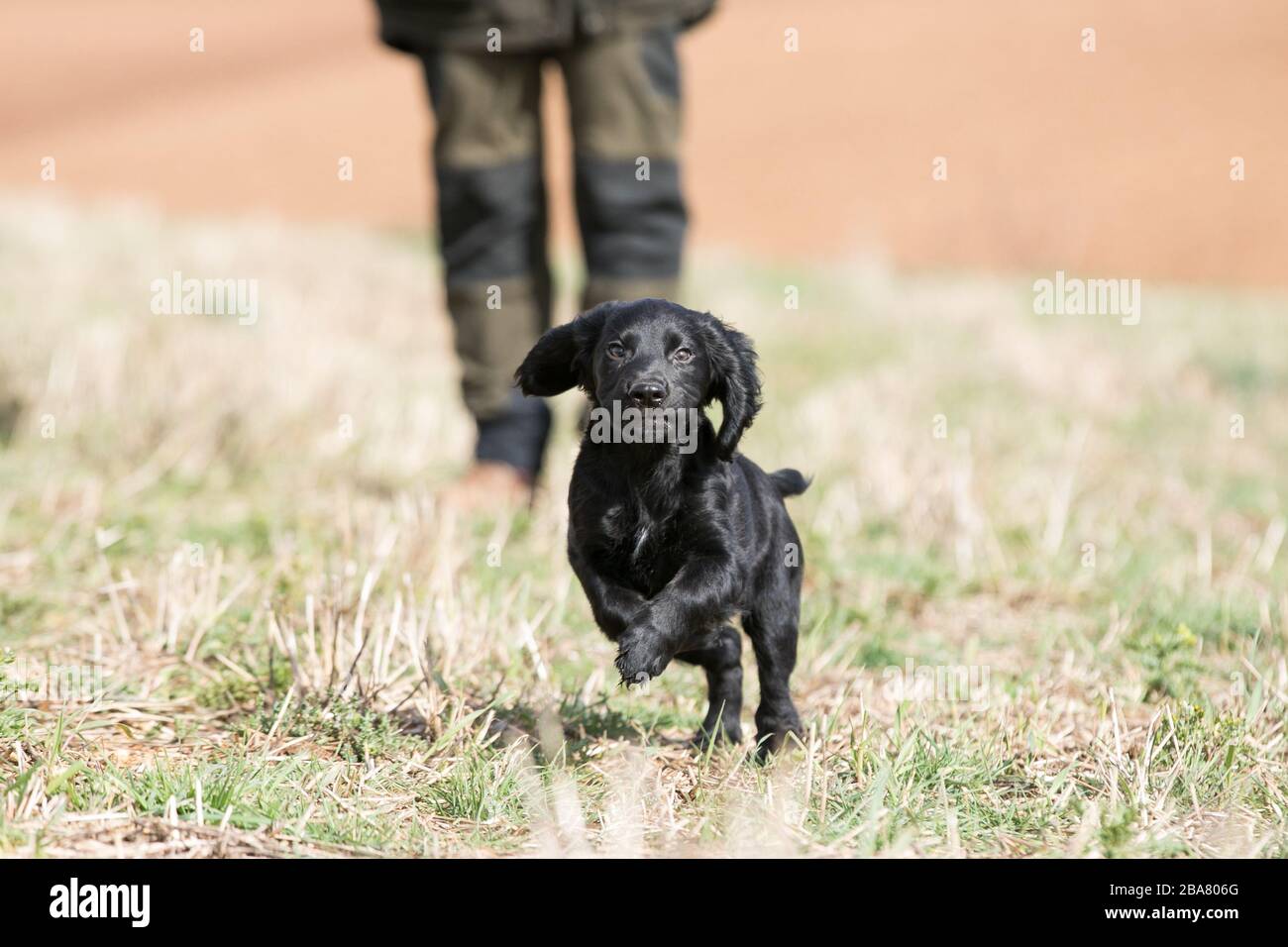 Black working cocker spaniel puppy Stock Photo - Alamy