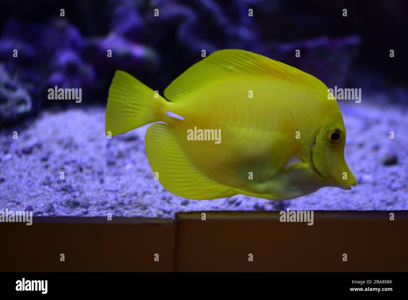 The yellow tang (Zebrasoma flavescens), salt water yellow aquarium fish ...