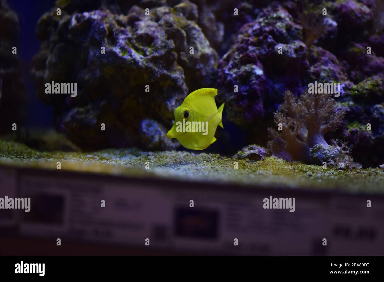 The yellow tang (Zebrasoma flavescens), salt water yellow aquarium fish ...