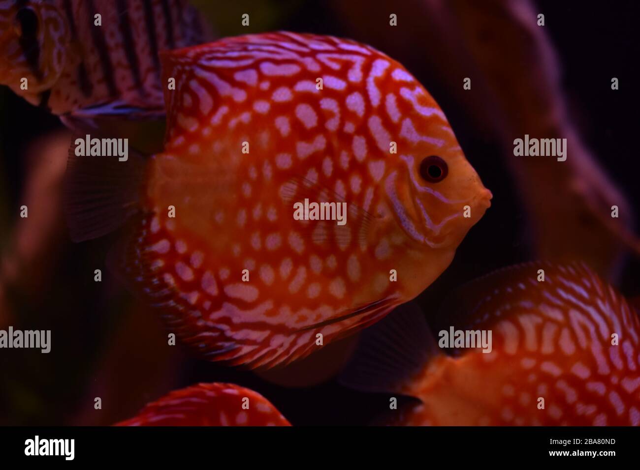 group of discus fish in aquarium, multi-colored tropical fish ...
