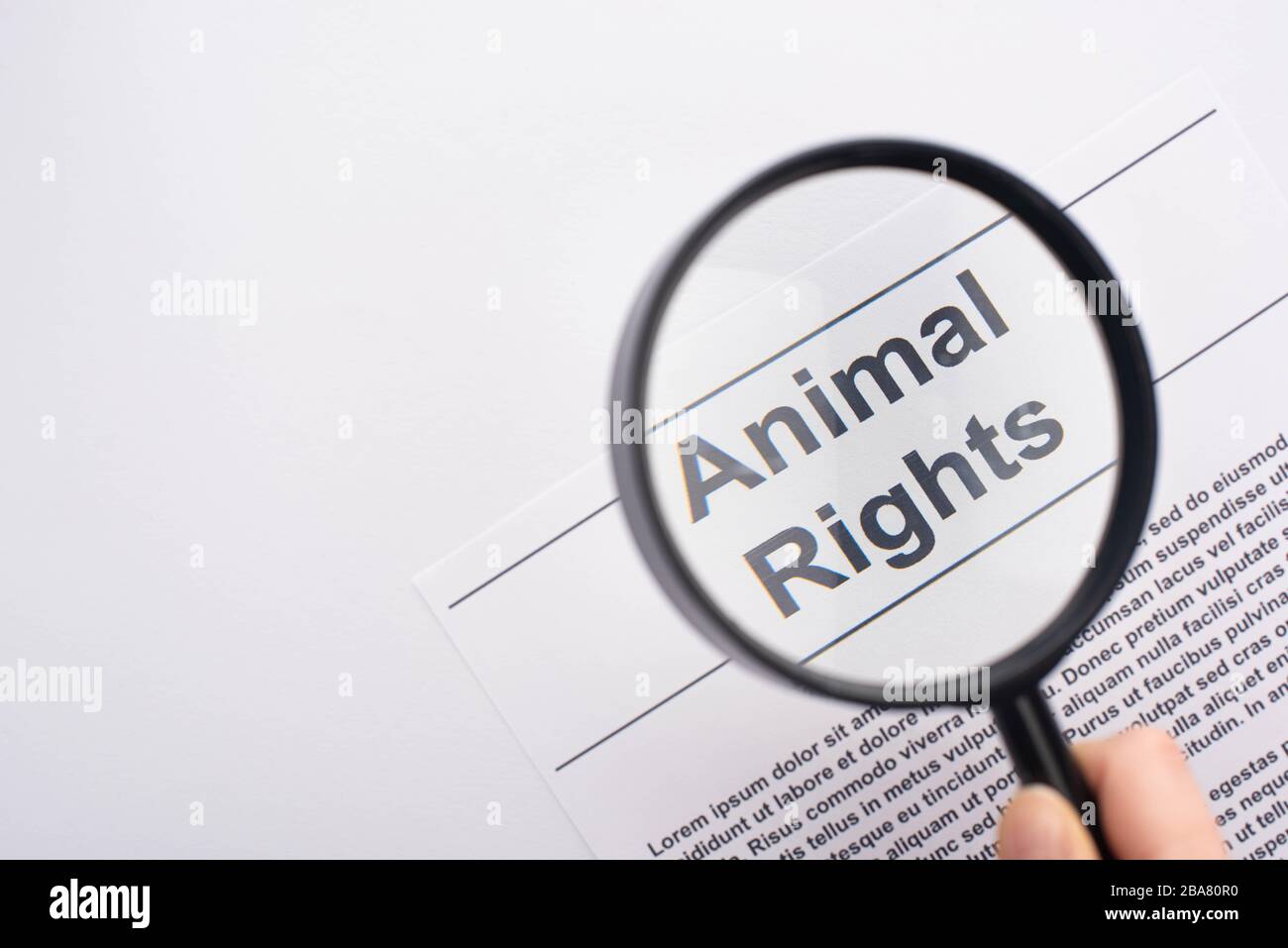 top view of magnifier on animal rights inscription on white background ...