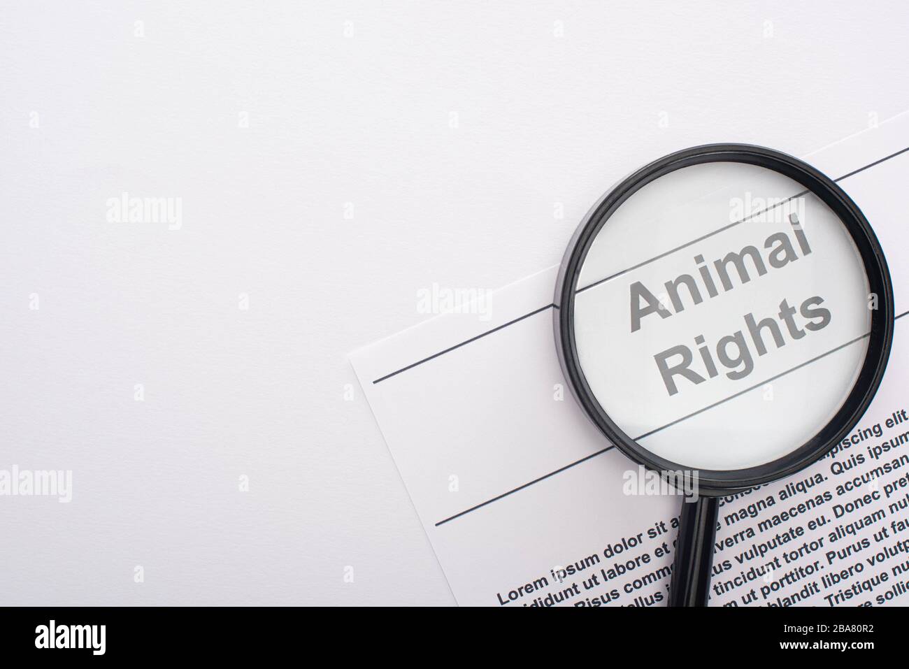 top view of animal rights inscription in magnifier on white background ...