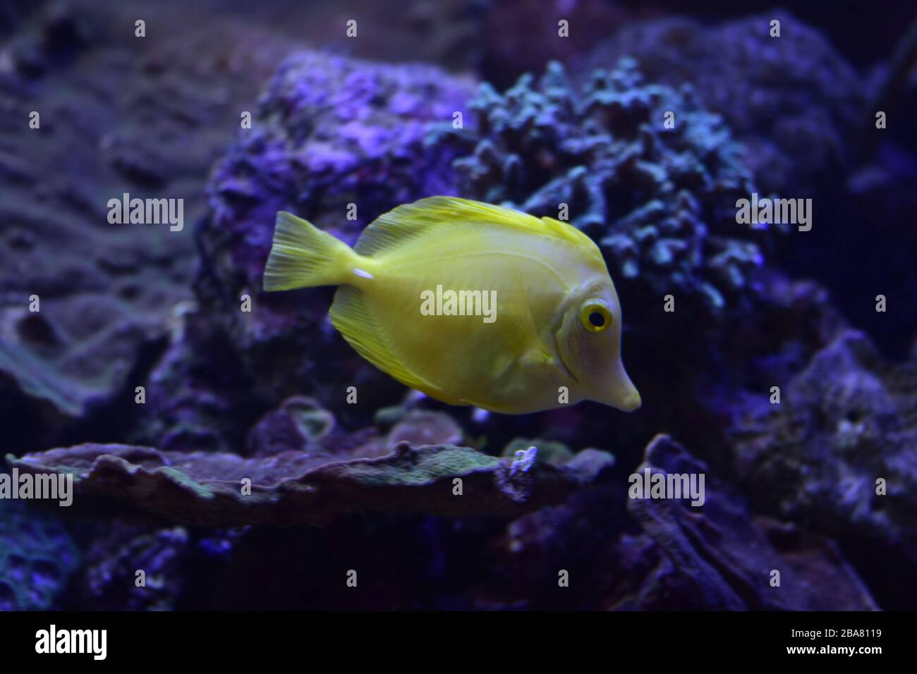 The yellow tang (Zebrasoma flavescens), salt water yellow aquarium fish ...