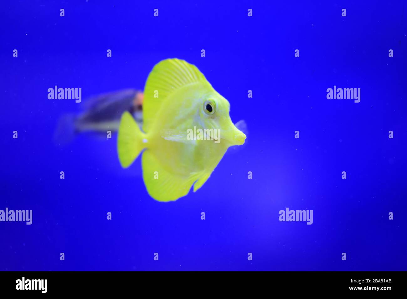 The yellow tang (Zebrasoma flavescens), salt water yellow aquarium fish ...