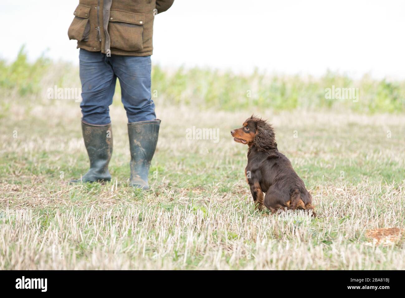Working cocker spaniel gundog Stock Photo - Alamy