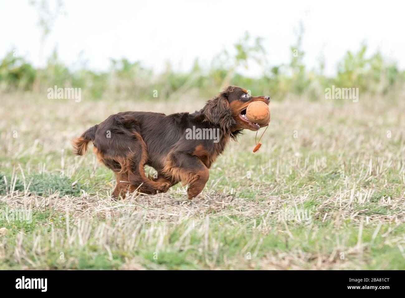 Working cocker spaniel gundog Stock Photo - Alamy