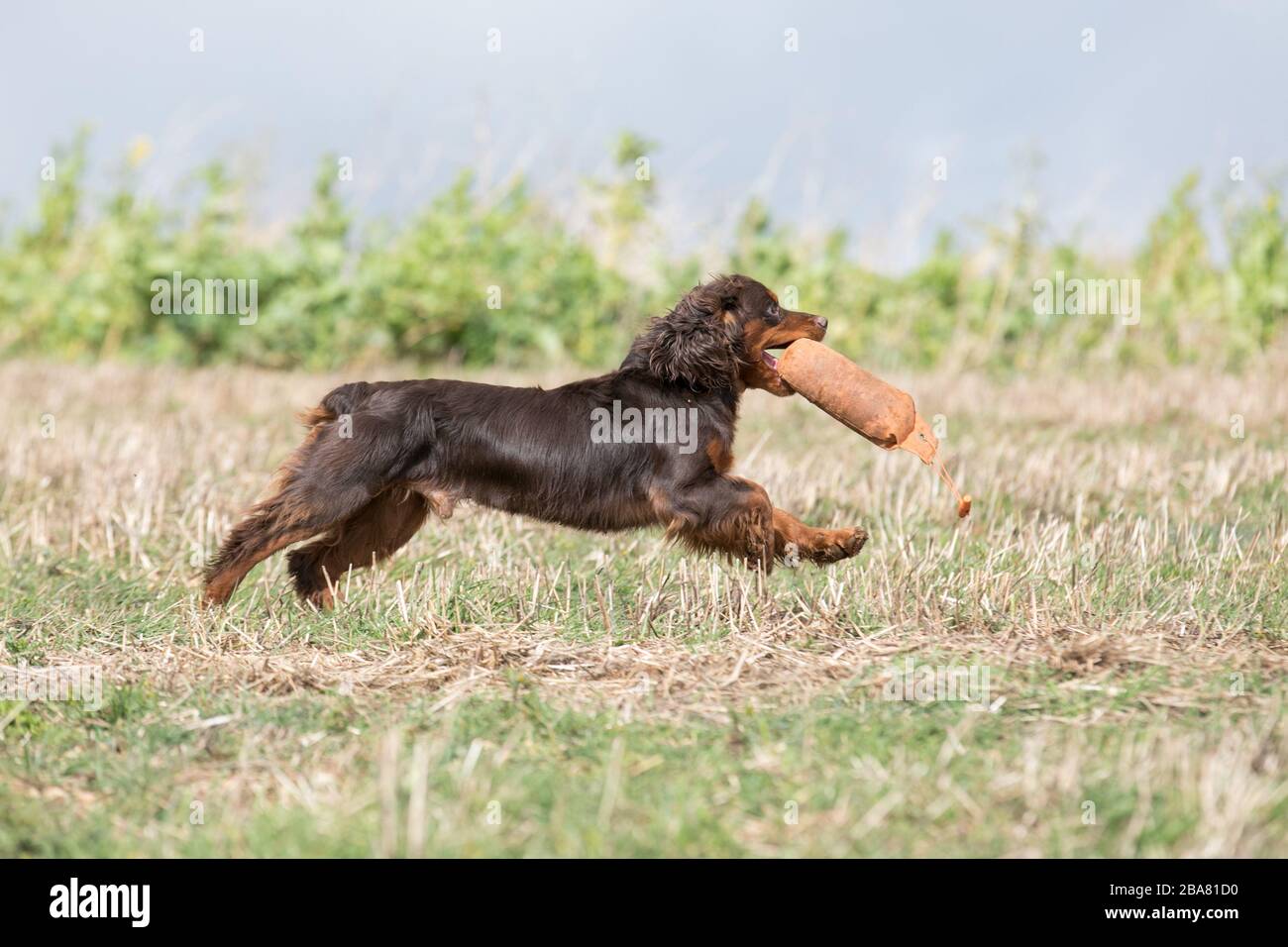 Working cocker spaniel gundog Stock Photo - Alamy