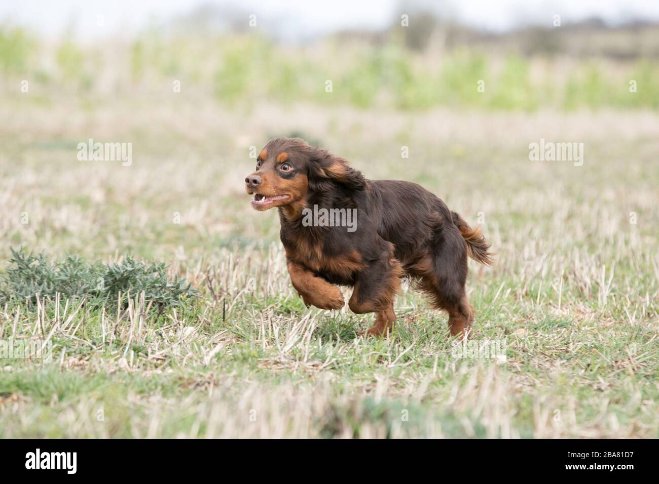Working cocker spaniel gundog Stock Photo - Alamy