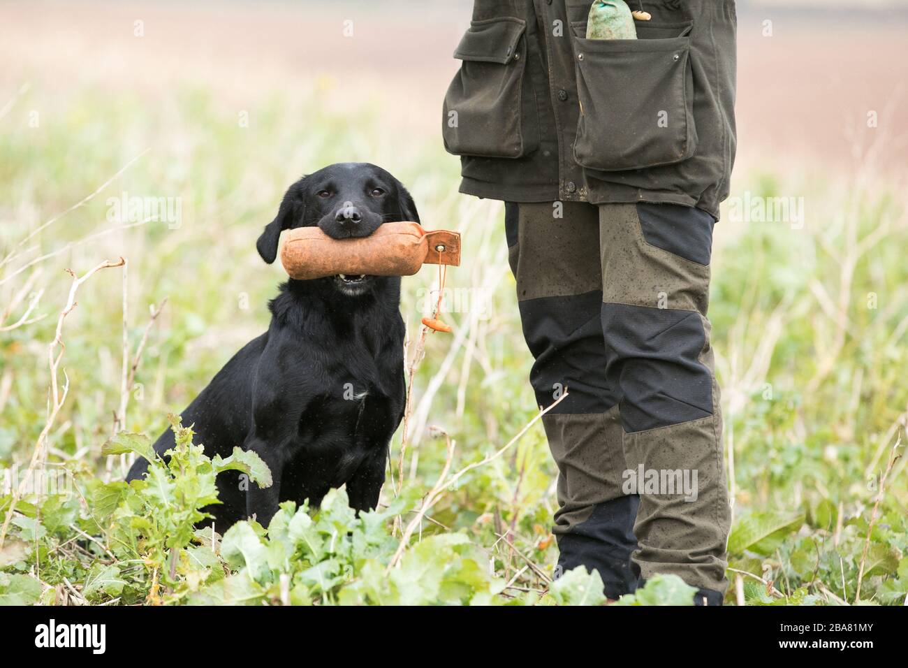Working labrador gundog Stock Photo - Alamy