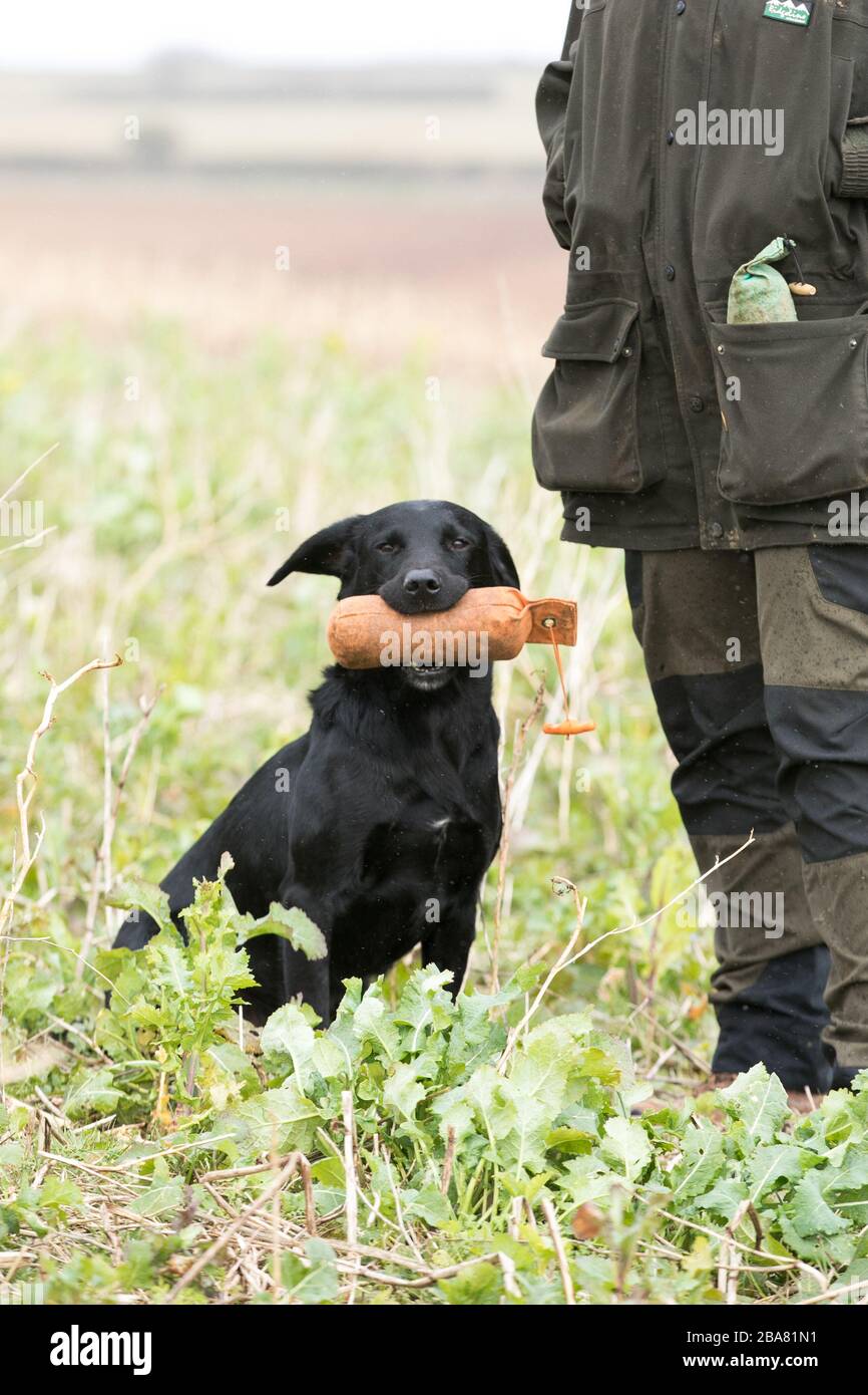 Working labrador gundog Stock Photo - Alamy