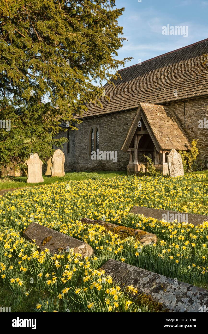 In spring native wild Welsh daffodils (Narcissus pseudonarcissus) cover ...