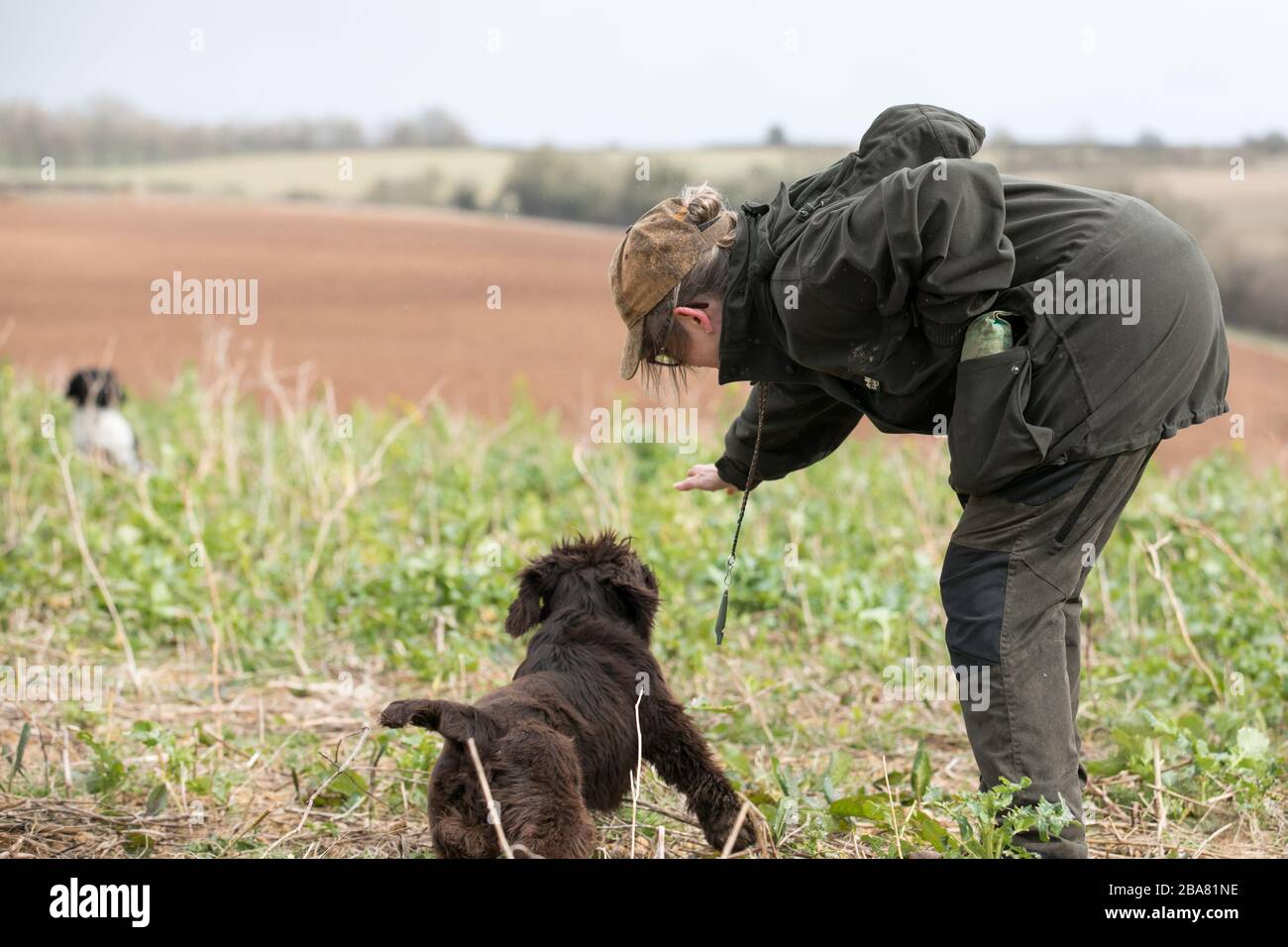 Sending dog out for a retrieve Stock Photo - Alamy