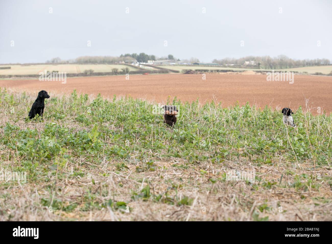 Work in field hi-res stock photography and images - Alamy